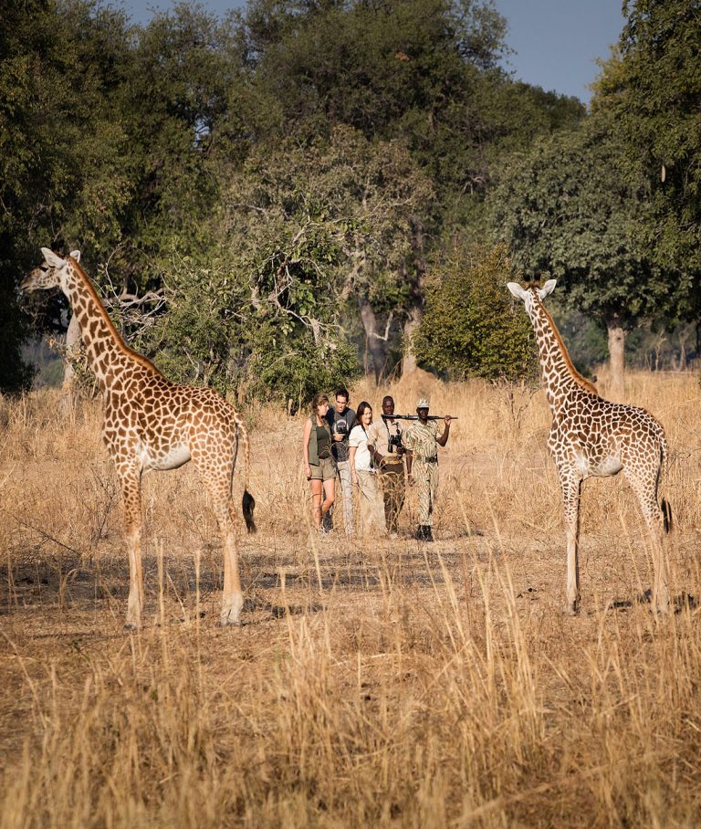 African Wildlife Expedition - Ultimate Wildlife Adventures