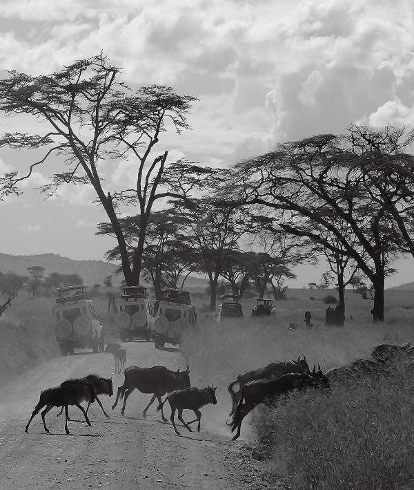 African Safari Holidays: Ultimate Wildlife Adventures